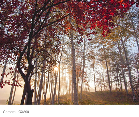 1 Learn how to make the most of the light / Landscapes : Fall Foliage ...
